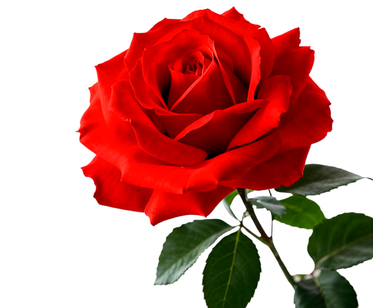 Bengal Rose